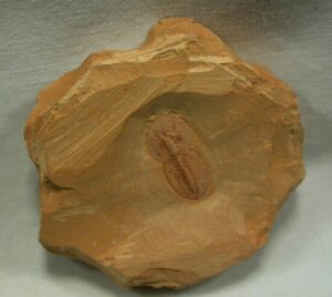 Fauna de Chengjiang – Trilobita Aracnomorfo: Misszhouia longicaudata