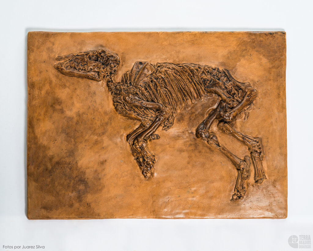 Cavalo: Propalaeotherium parvulum