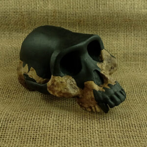 Crânio de Australopithecus afarensis