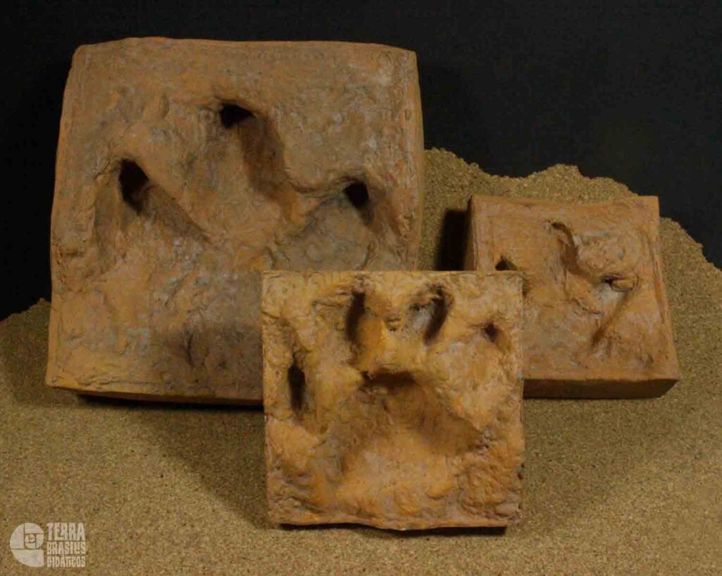 Kit pegadas de 10 animais brasileiros