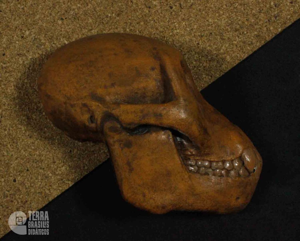 Hemicrânio direito de Dryopithecus sp.