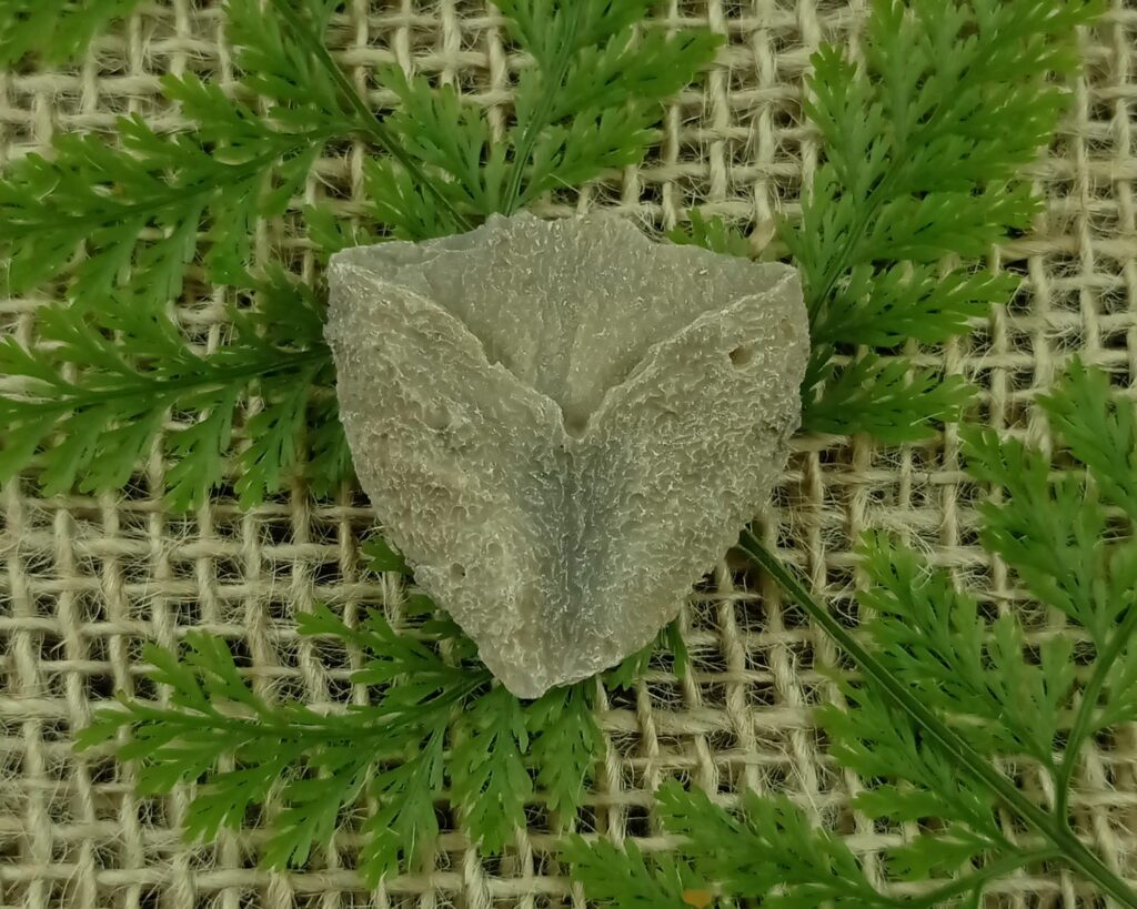Coral Solitário: Calceola sandalina - Terra Brasilis Didáticos