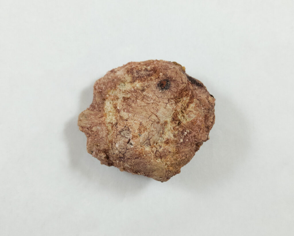 Coprólito de Espinossauro 11: Spinosaurus sp. - Terra Brasilis Didáticos