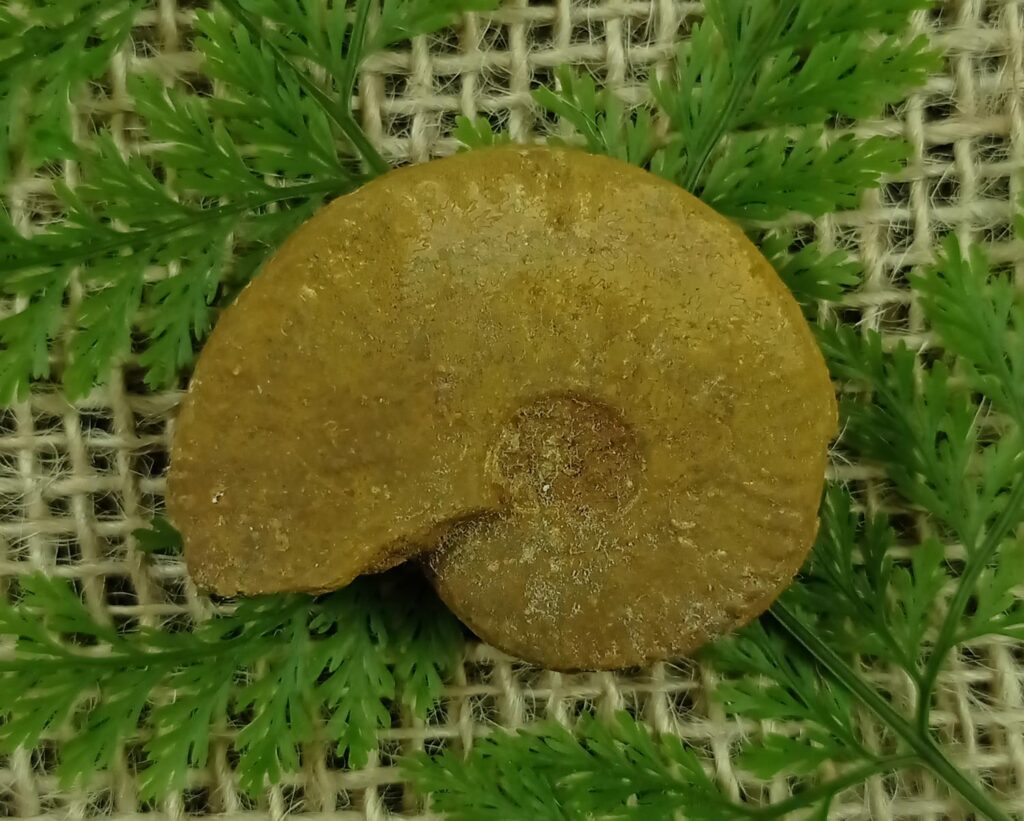 Amonita: cf identificação 10 – (Murcia – Espanha)