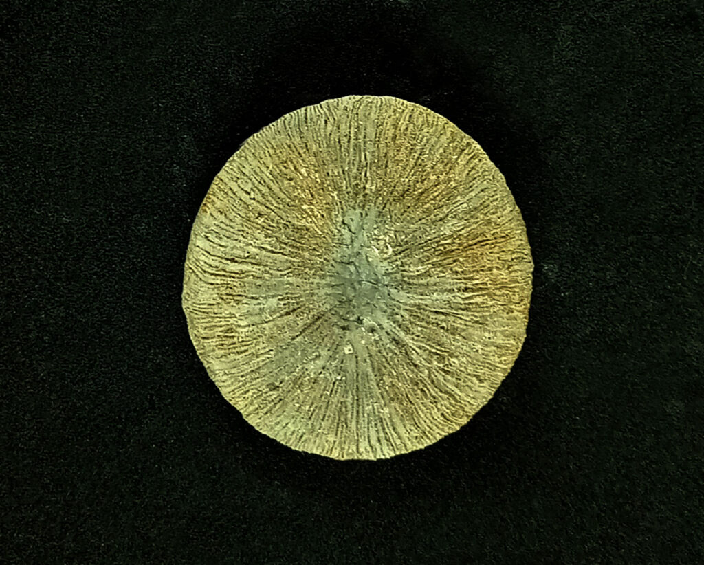 Coral Solitário: Cycloseris cyclolites