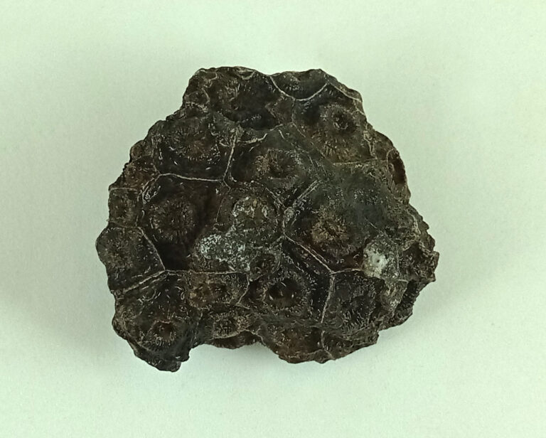 Coral Colonial: Hexagonaria sp.
