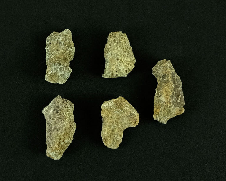 Coral tabular: Thamnopora sp. (Lote com 5 unidades)