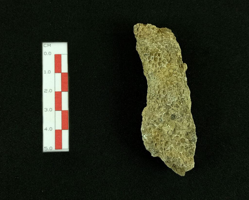 Coral tabular: Thamnopora sp.