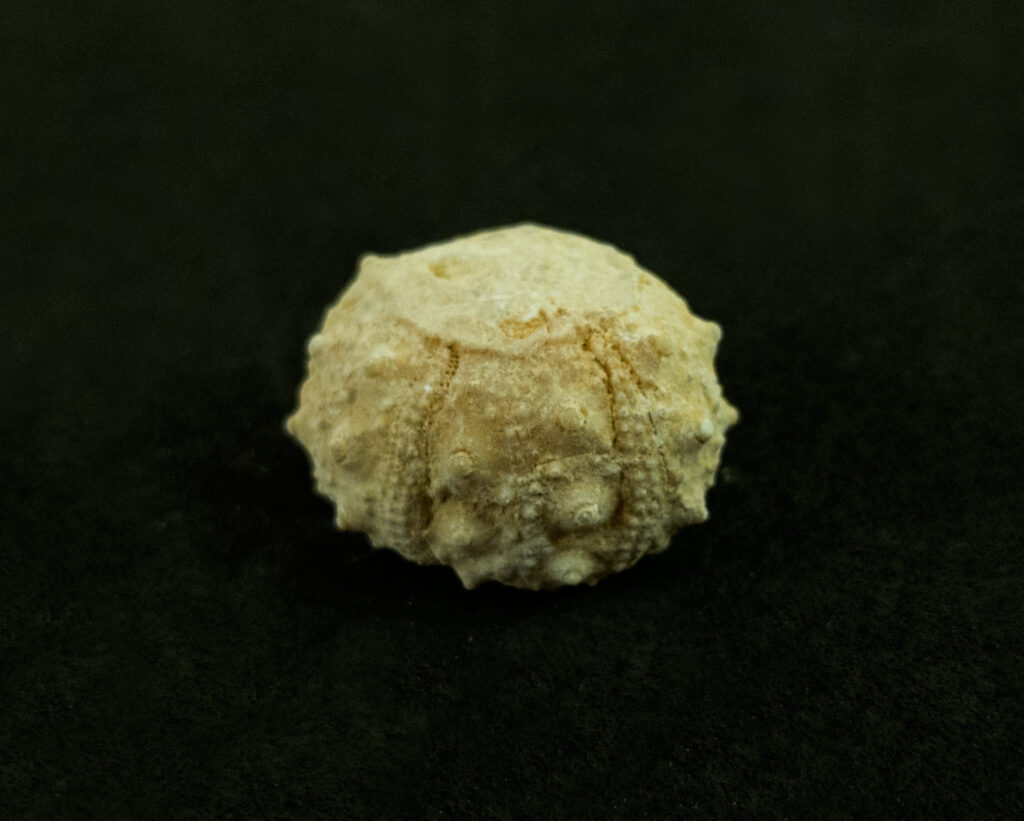 Ouriço-do-mar: Phymosoma sp.