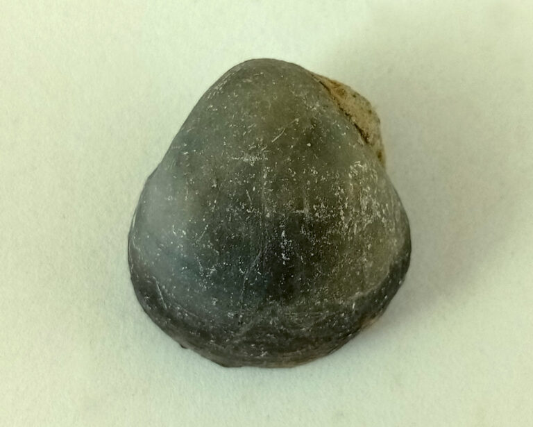 Braquiópode: Devonogypa spirulosa