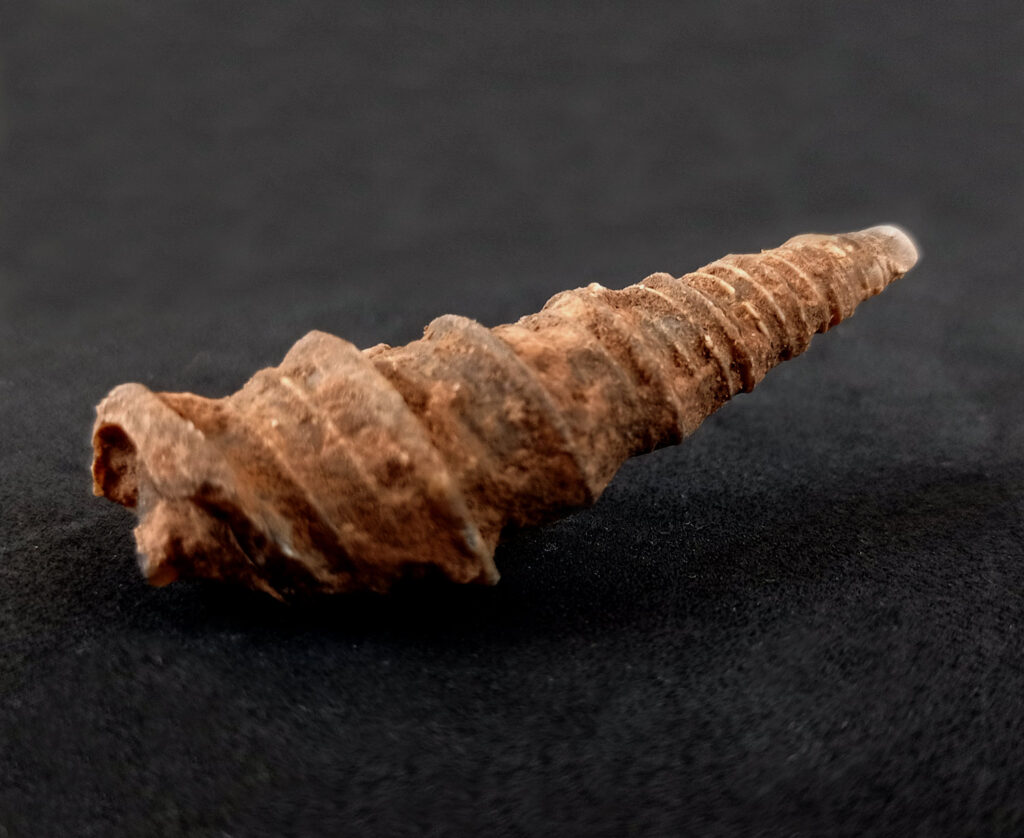 Gastrópode: Turritella vermicularis 2