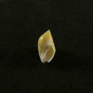 Concha de Gastrópode – Ancilla lienardi