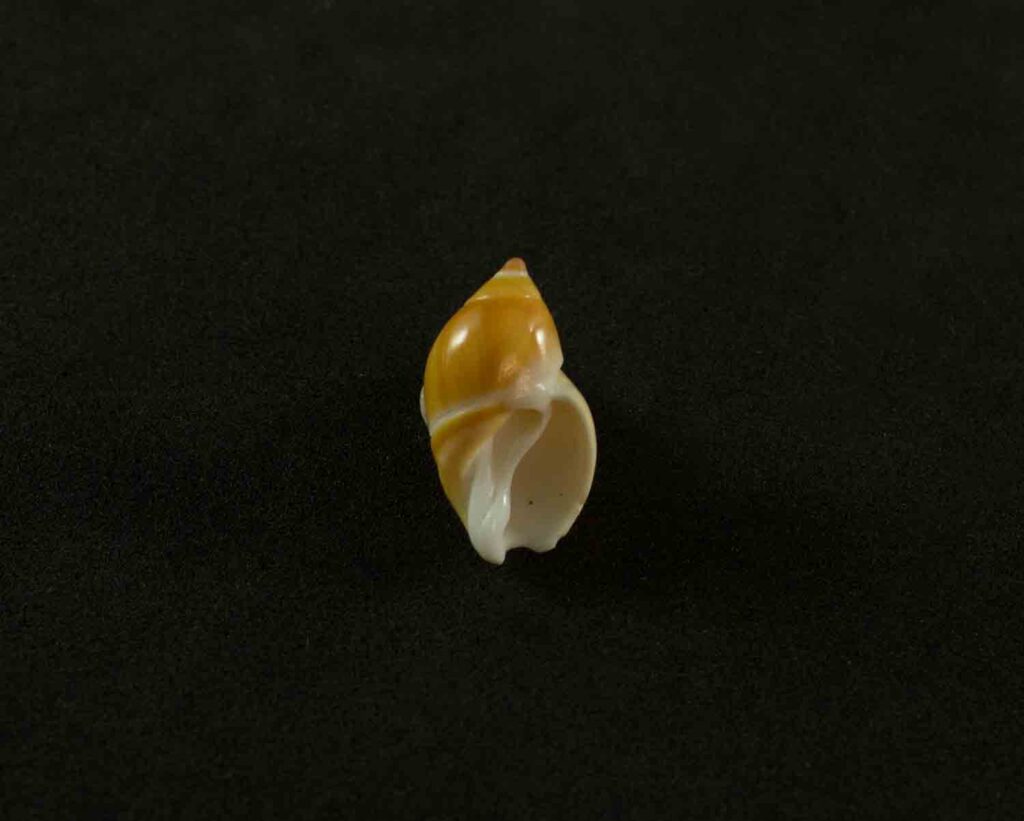 Concha de Gastrópode – Ancilla lienardi