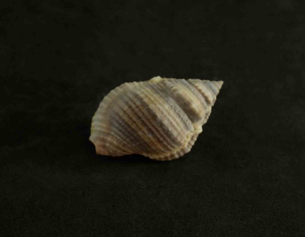 Concha de Gastrópode – Bufonaria bufo