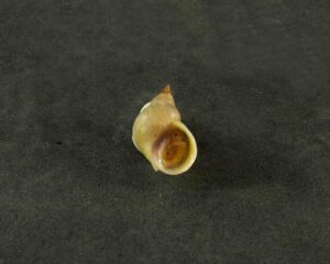 Concha de Gastrópode – Littorina flava – lote 4 unidades