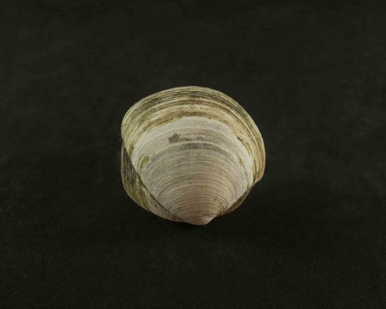 Concha de Bivalve – Lucina pectinata Lote 3 unidades