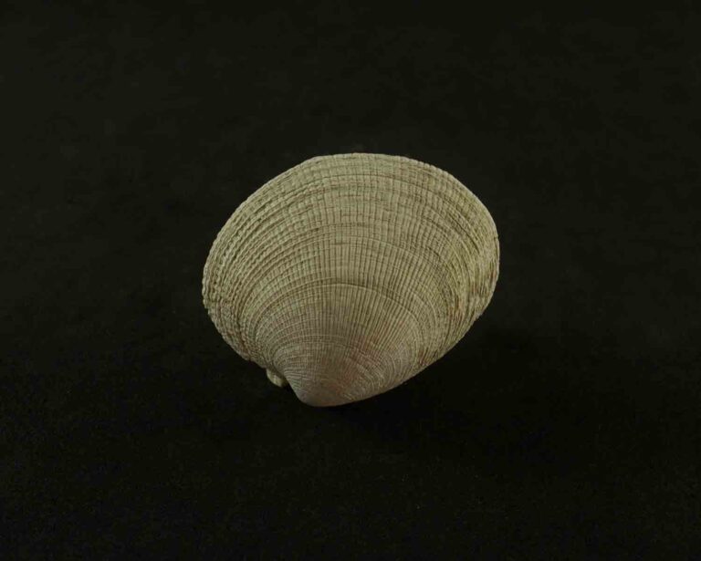 Concha de Bivalve – Protothaca thaca
