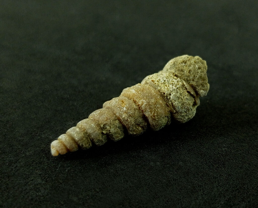 Gastrópode: Turritella sp. 3