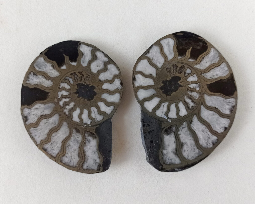 Par de Amonitas: Kosmoceras sp. Piritizado 13